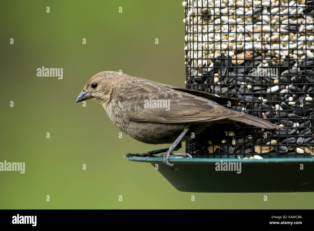 Female Cowbird