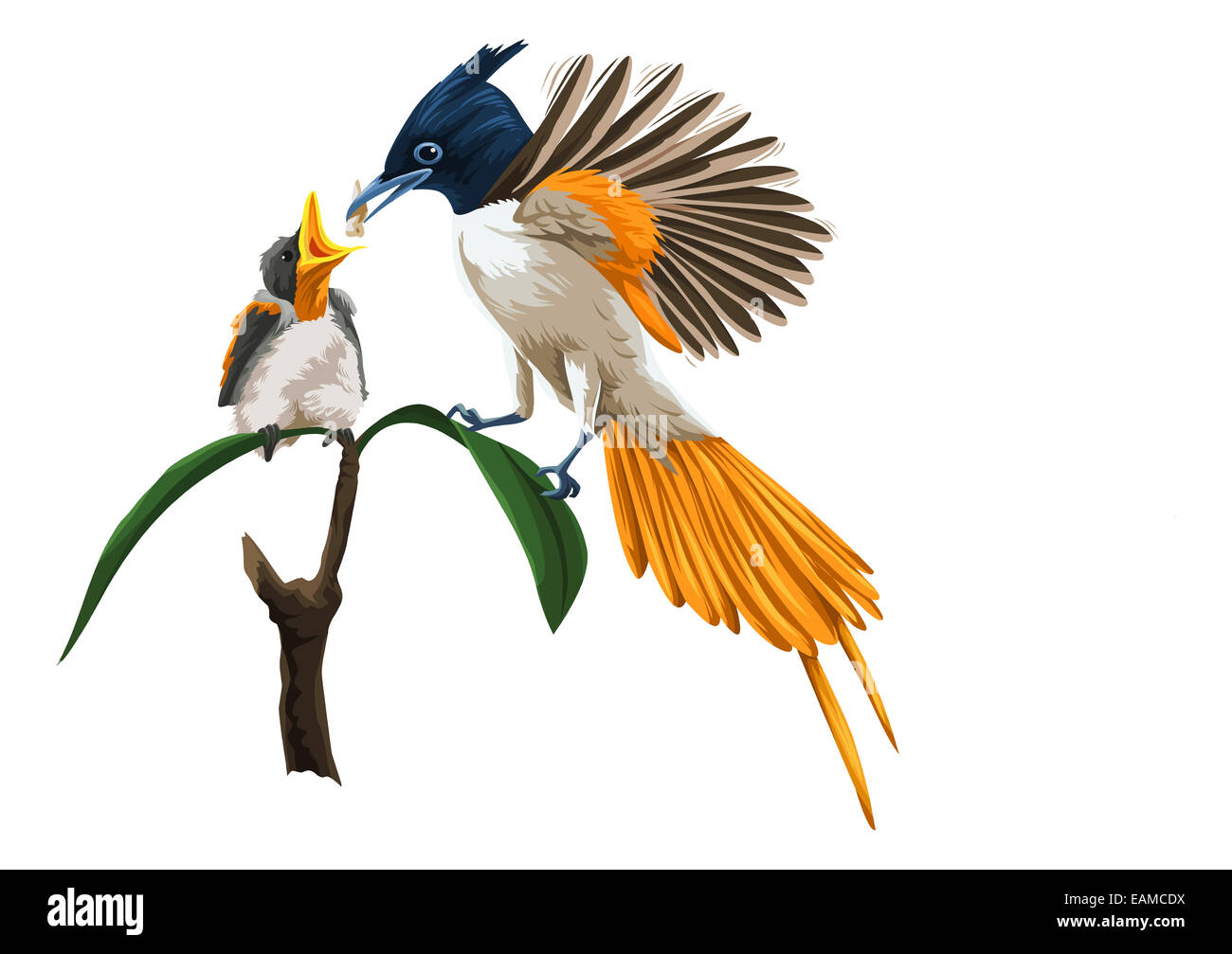 Young bird feeding Cut Out Stock Images & Pictures - Alamy