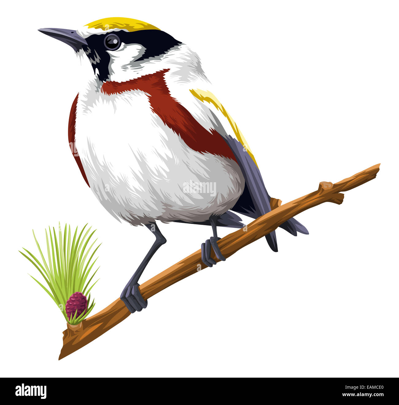 Vector illustration of bird perching on tree branch against white ...