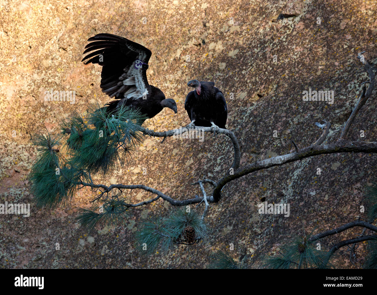 CA02392-00...CALIFORNIA - California condors in a pine tree along the ...