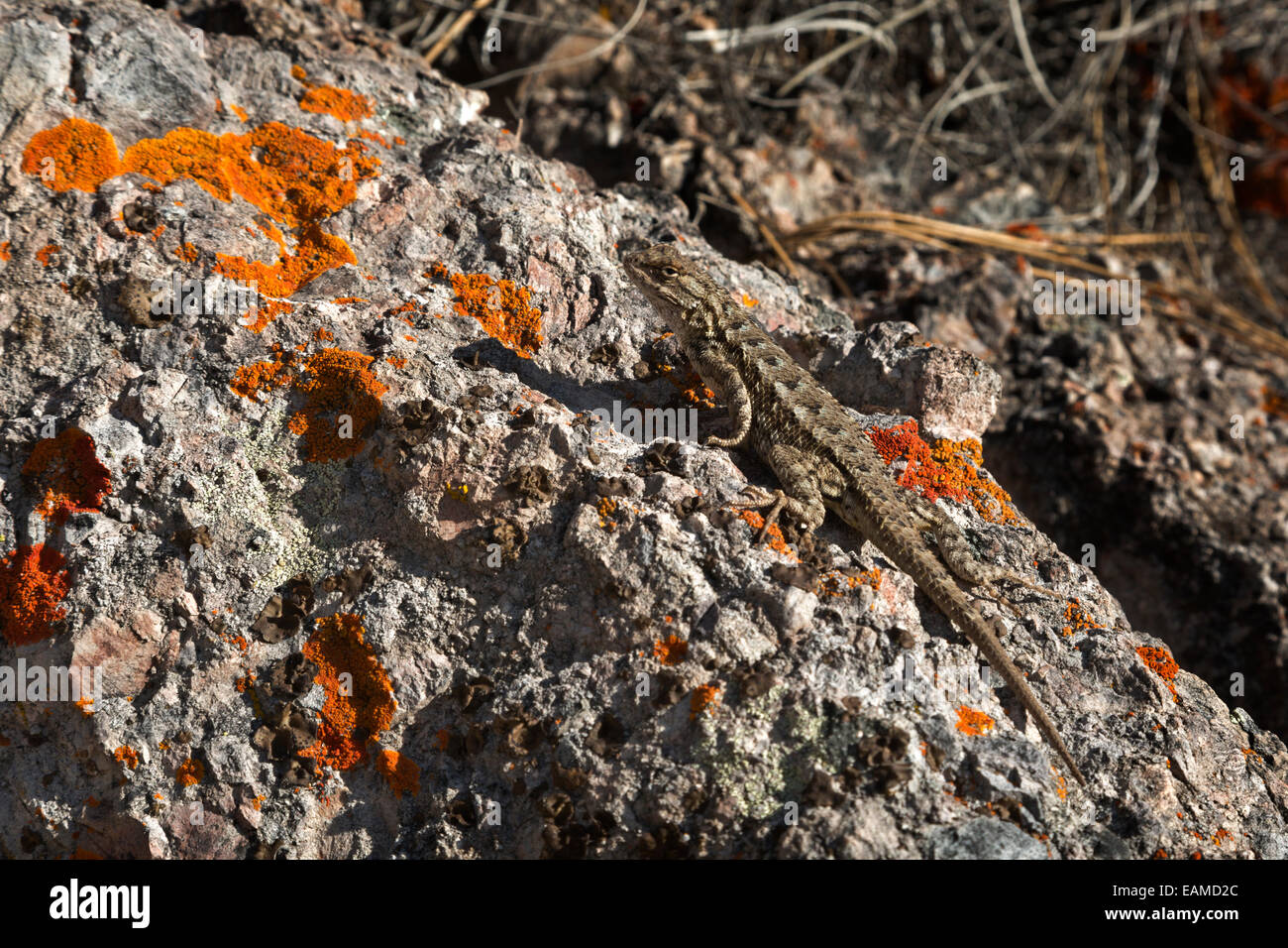 CA02395-00...CALIFORNIA - Lizard sunning along the High Peaks Trail in ...