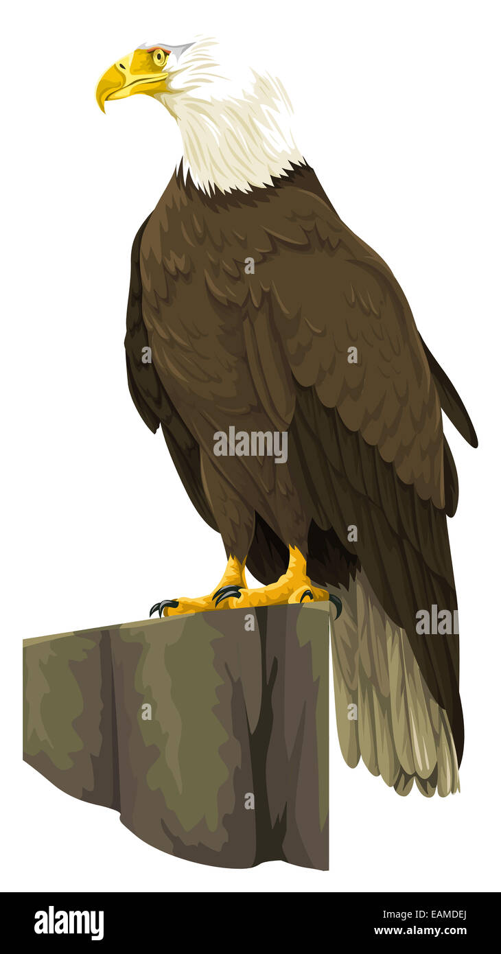 Vector illustration of bald eagle Stock Photo - Alamy