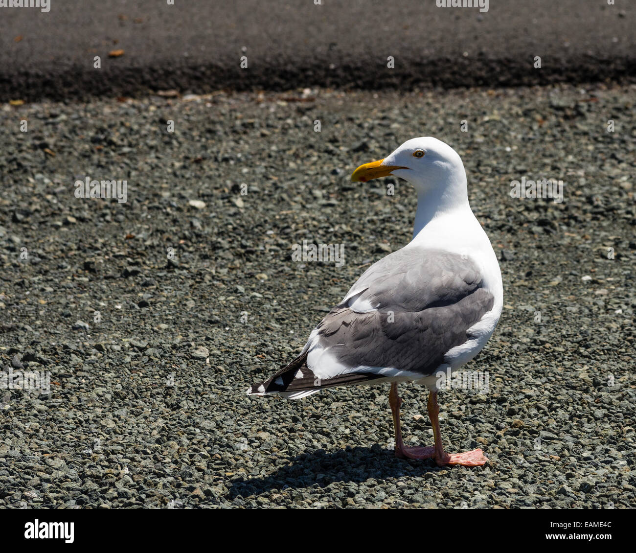 Sea gull watching for food on the Oregon Coast. Gold Beach, Oregon ...