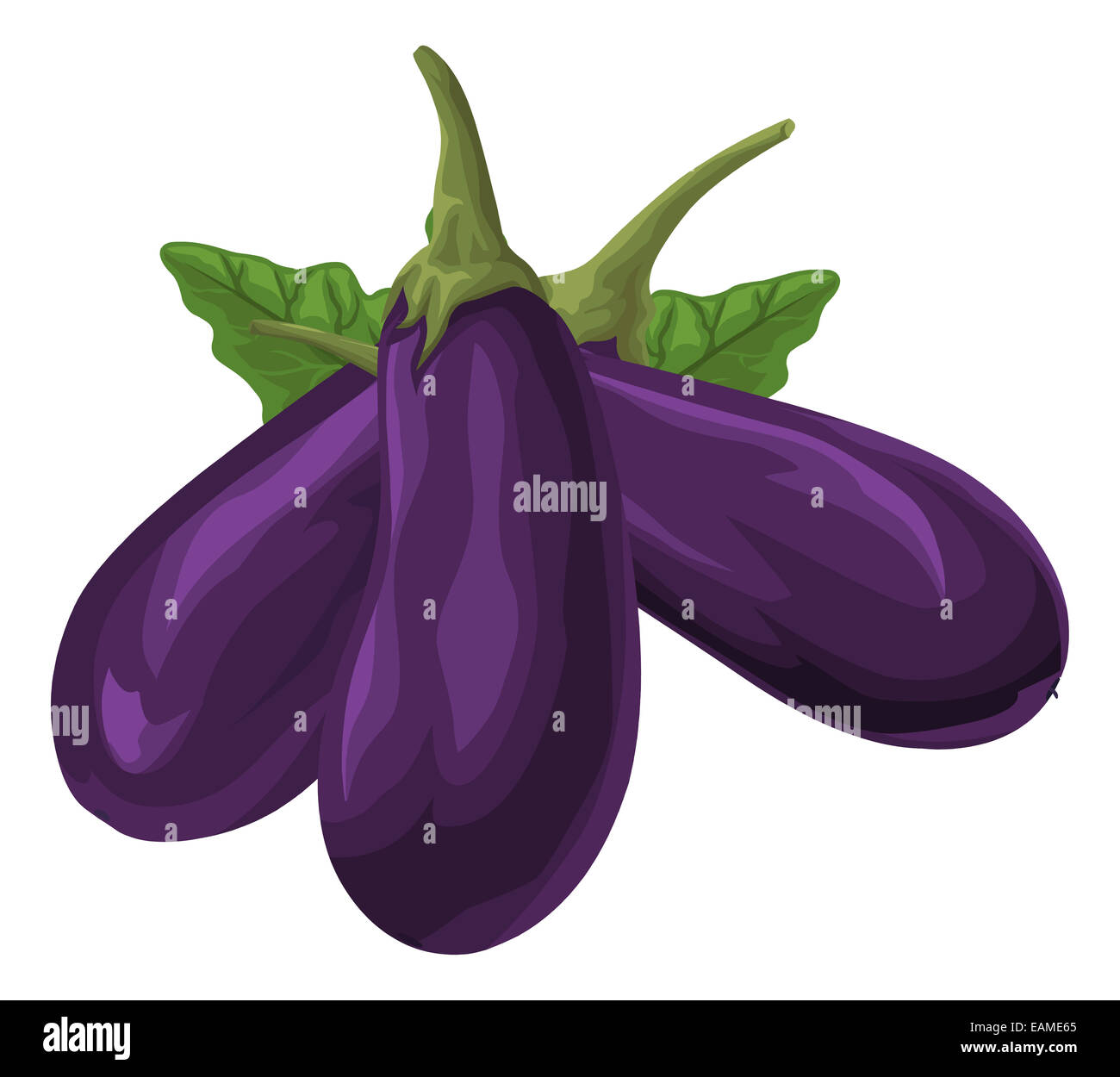 Vector illustration of fresh organic brinjal Stock Photo - Alamy