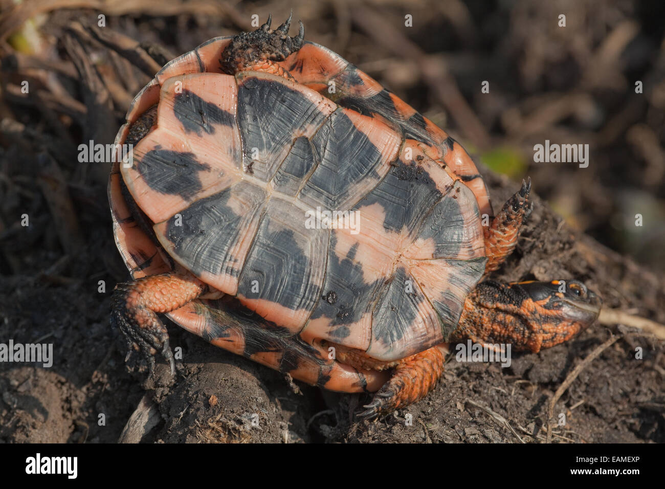 North American Spotted Turtle (Clemmys guttata). Underside shell or ...