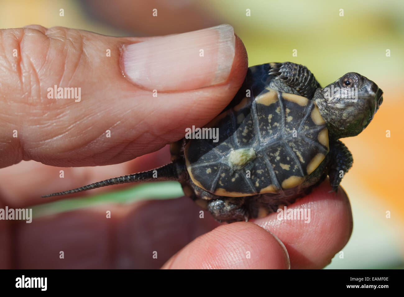 European Pond Turtle (Emys orbicularis). Hatchling held in a hand ...