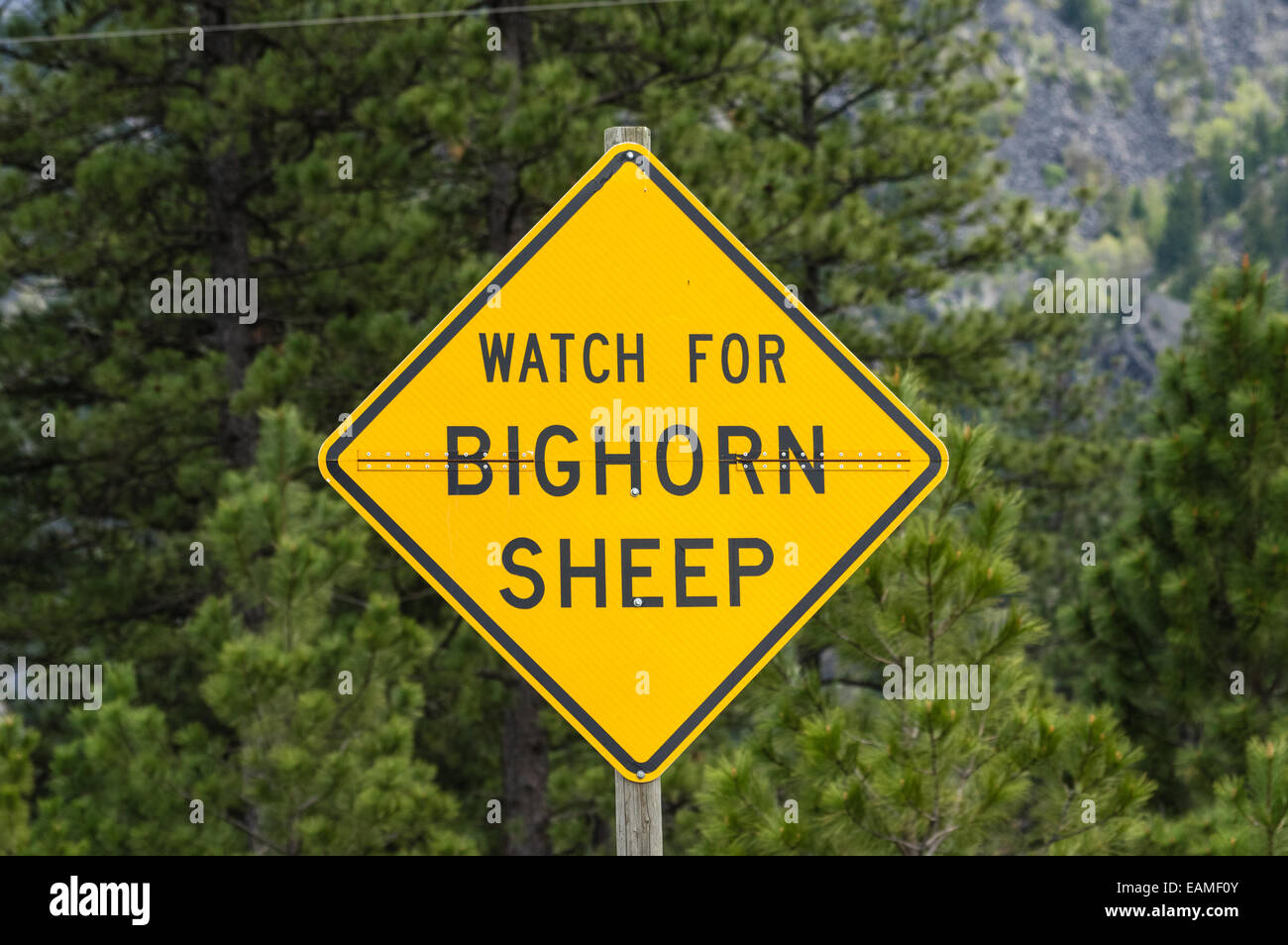 Road sign warning of Bighorn Sheep crossing. Plains, Montana Stock ...