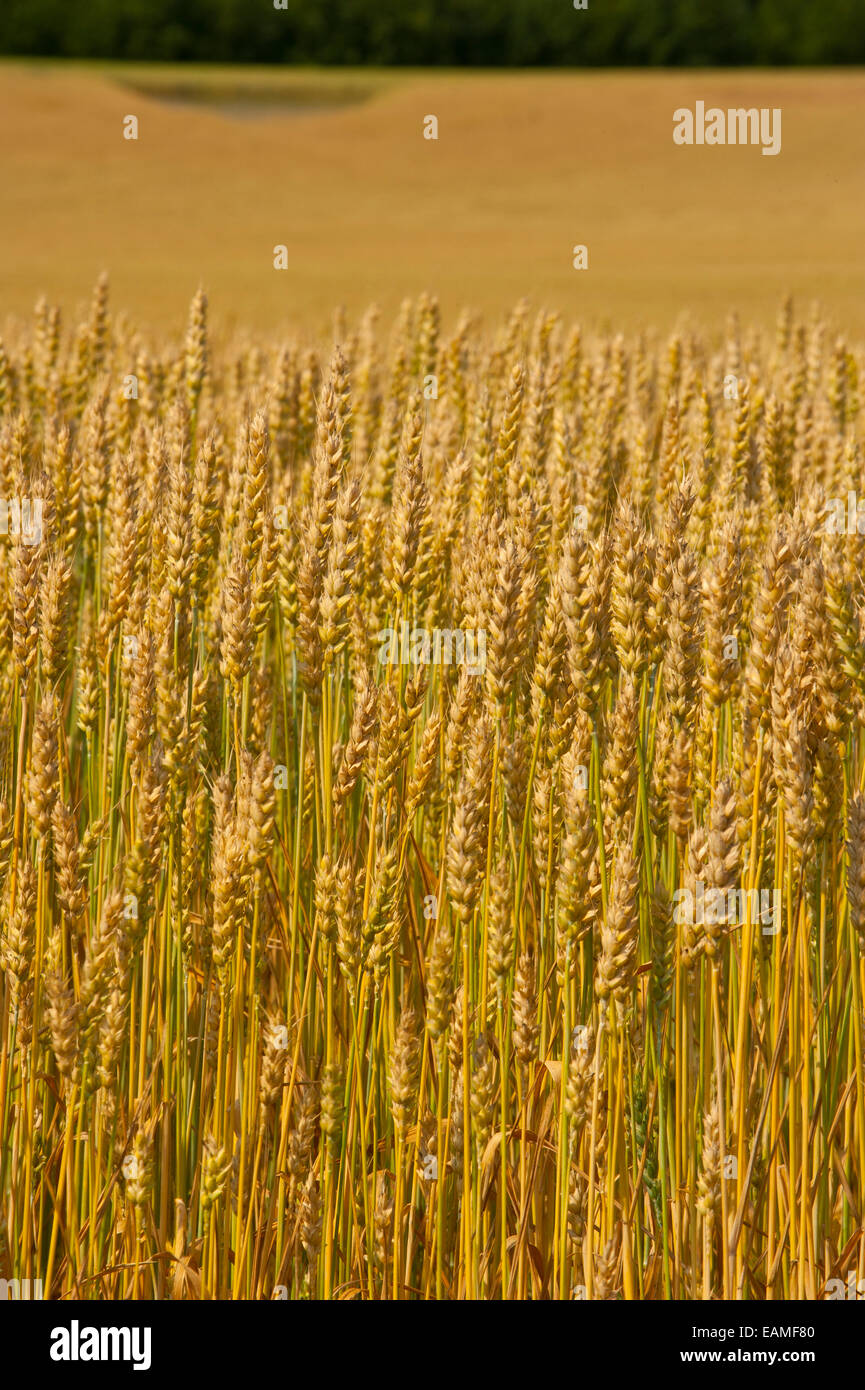 Large field with wheat Stock Photo - Alamy
