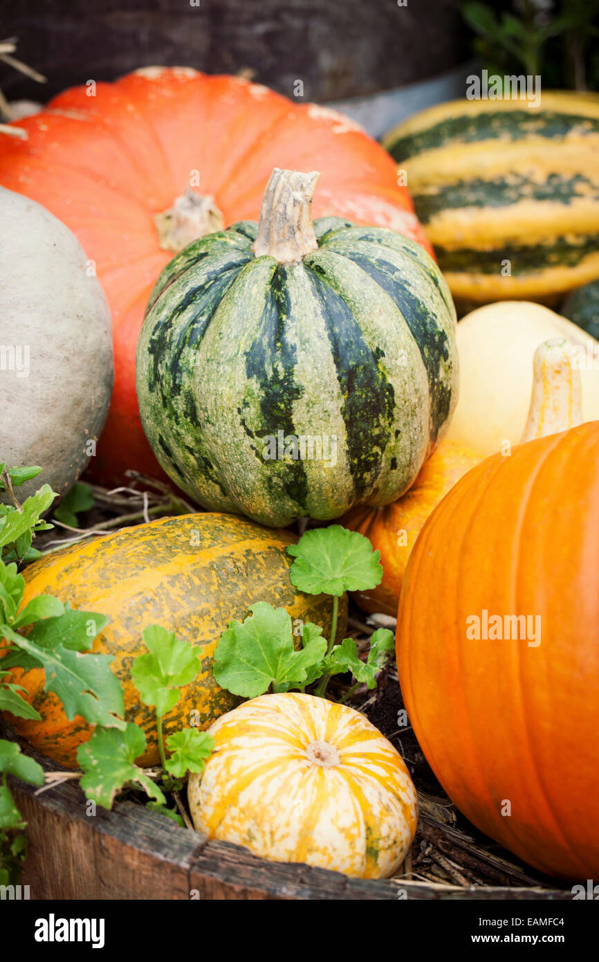 Farmers celebration hi-res stock photography and images - Alamy