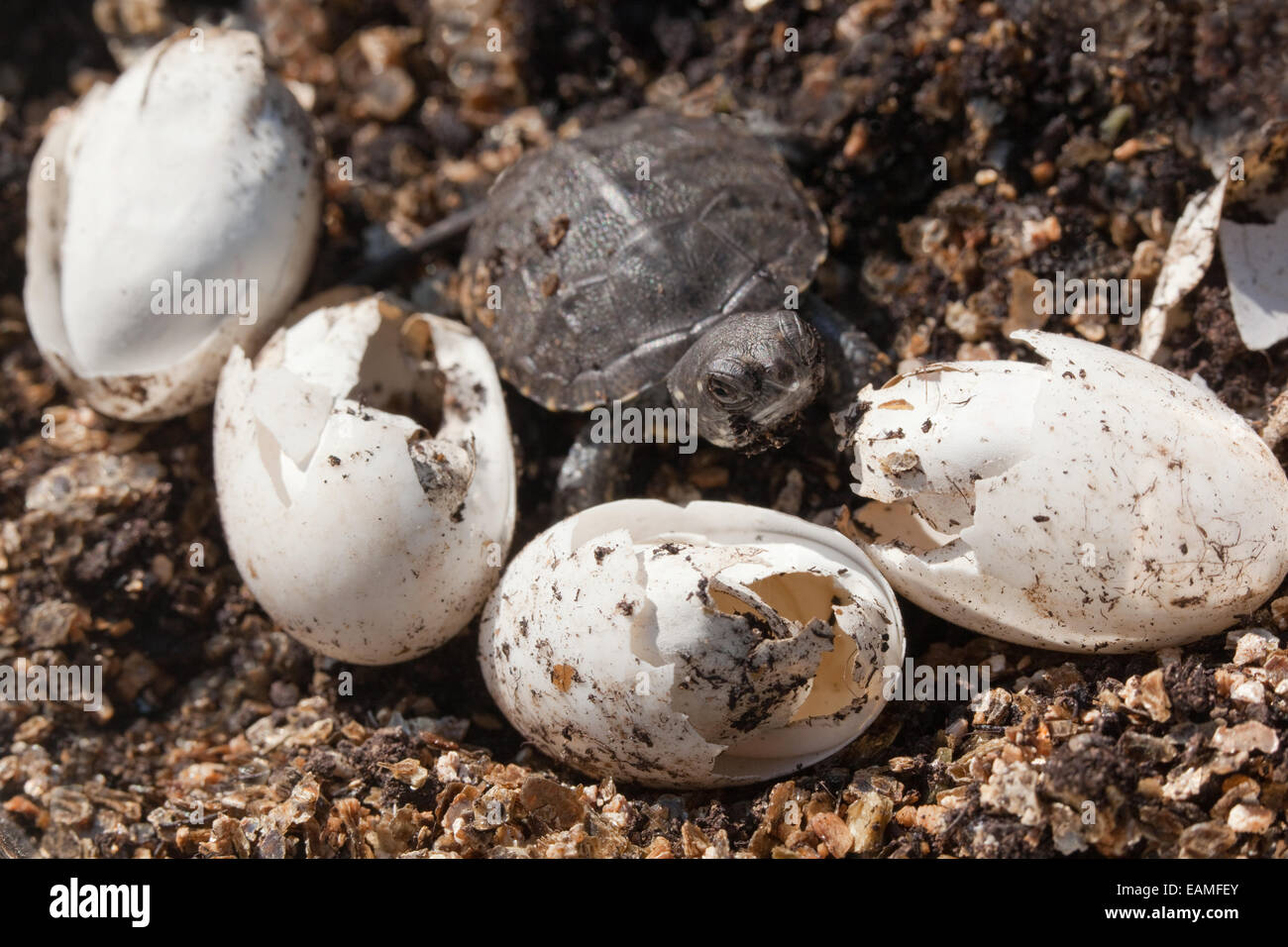 European Pond Turtle (Emys orbicularis). Hatchling amongst egg shells ...