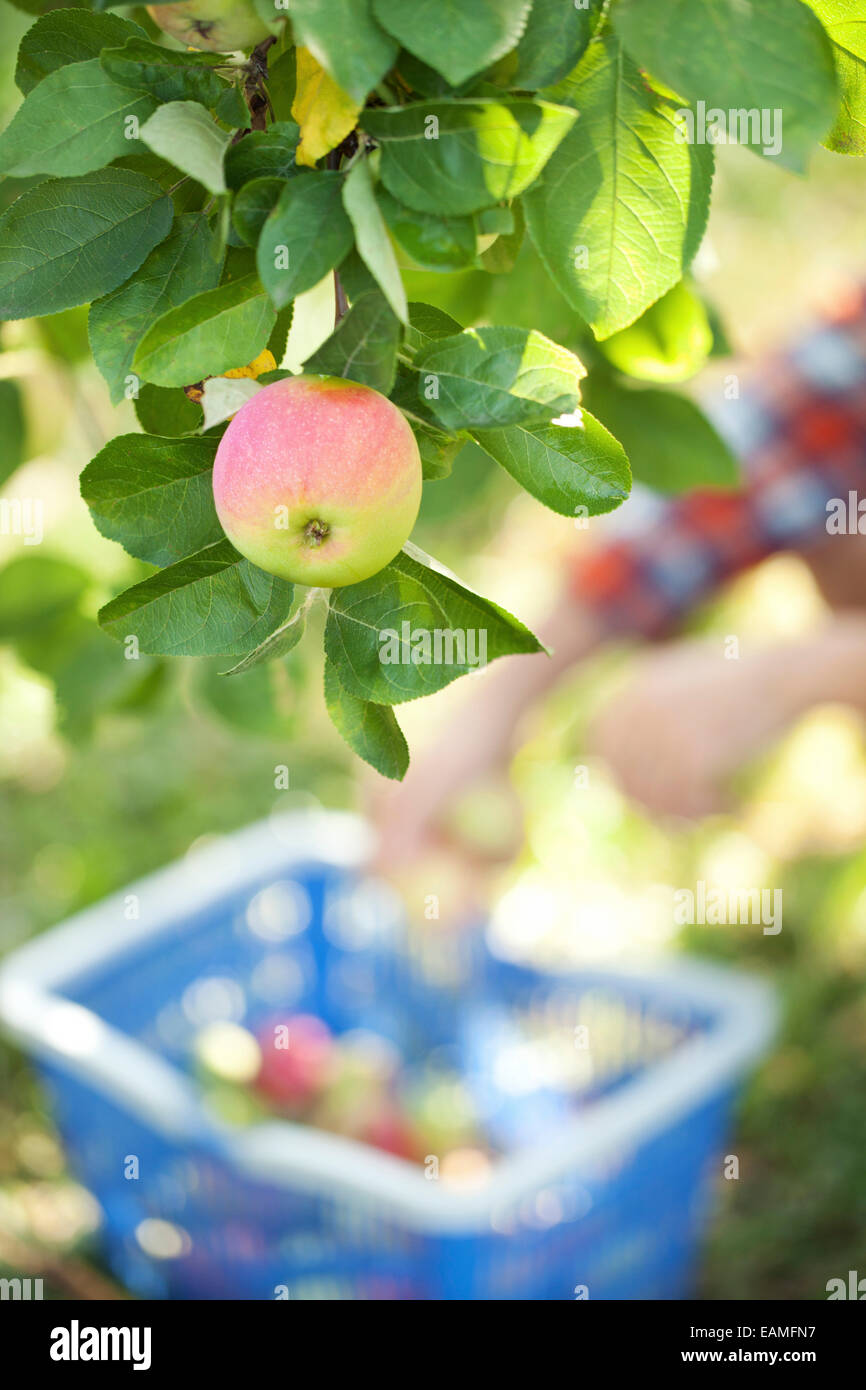 Collecting objects hi-res stock photography and images - Alamy