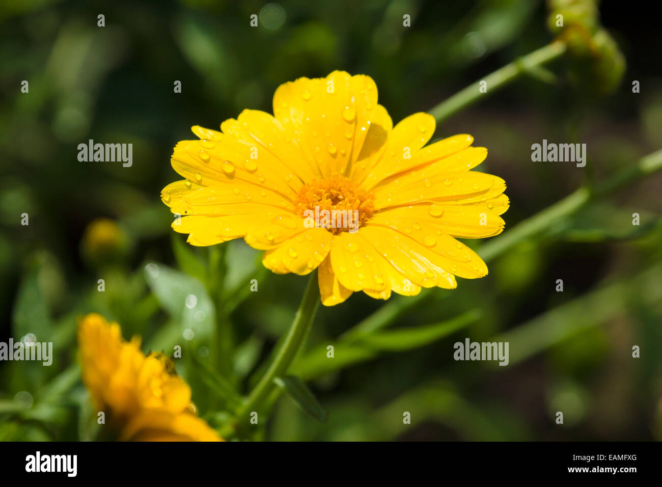 Marigold flower close hi-res stock photography and images - Alamy