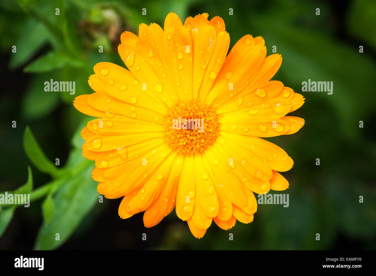 Marigold flower close hi-res stock photography and images - Alamy