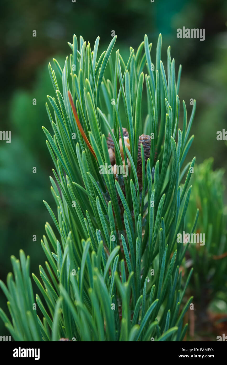 Fur tree branch hi-res stock photography and images - Alamy