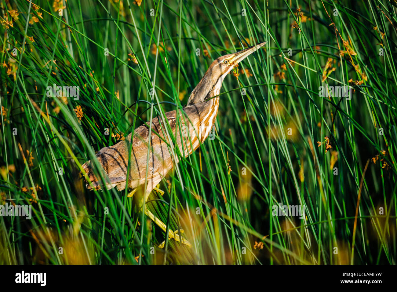 American bittern hiding in reeds hi-res stock photography and images ...