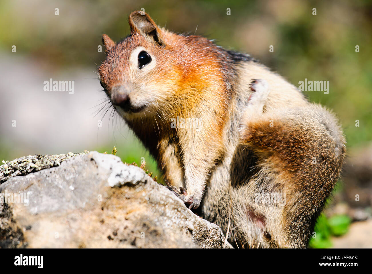 Animal on a slope hi-res stock photography and images - Alamy
