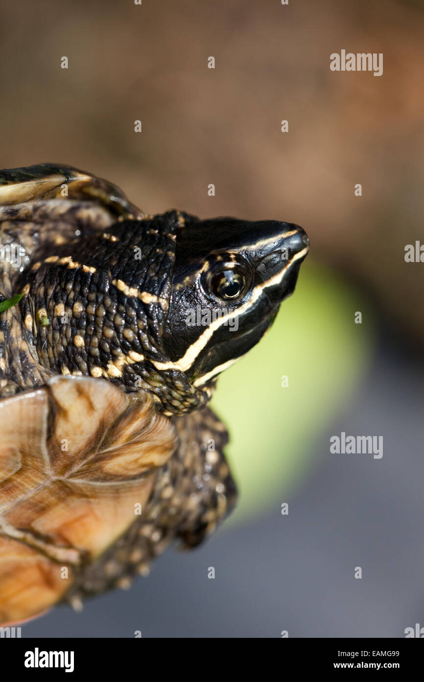 Common Musk Turtle or Stinkpot Turtle (Sternotherus oderatus). Head ...