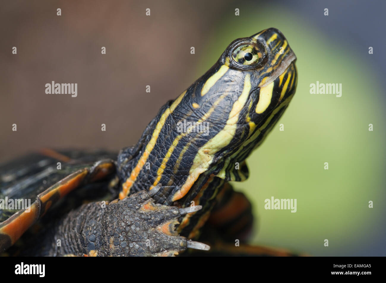 Southern Painted Turtle (Chrysemys picta dorsalis). Head and ...