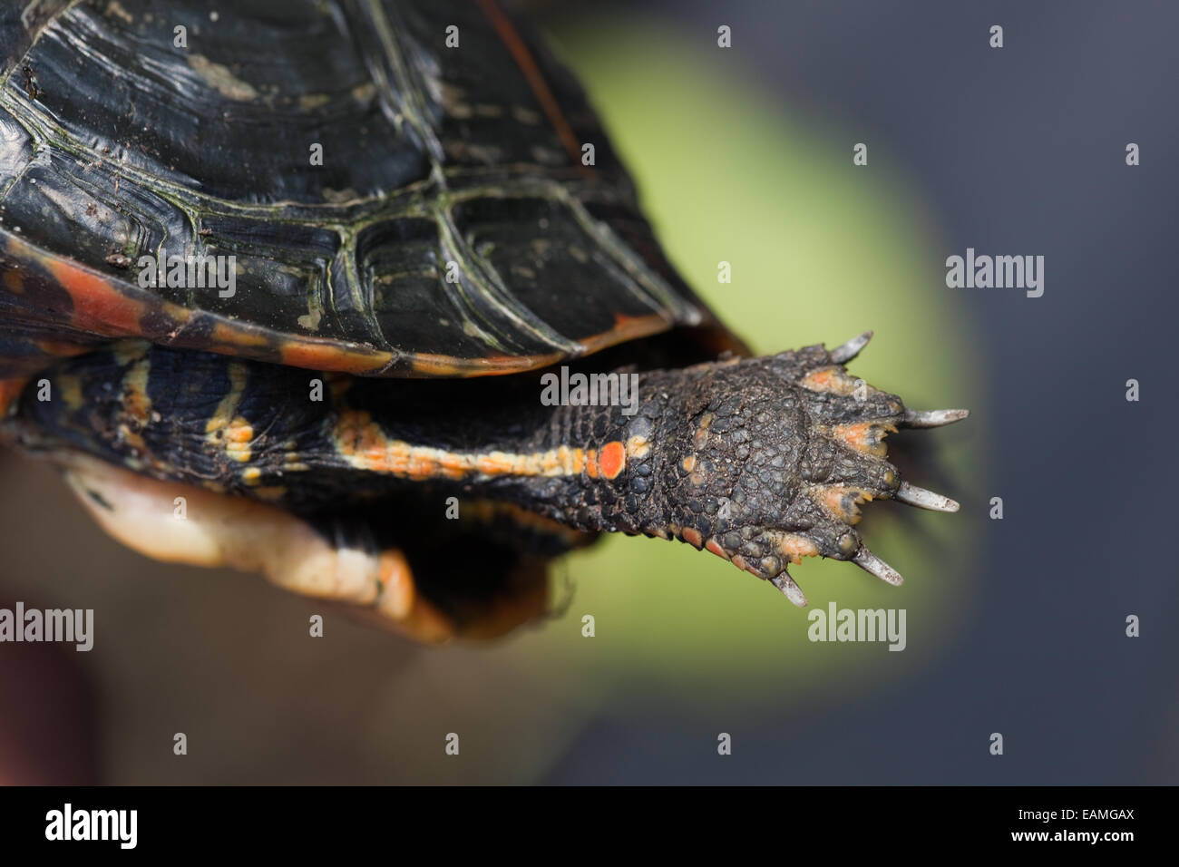 Wetland adaptation hi-res stock photography and images - Alamy