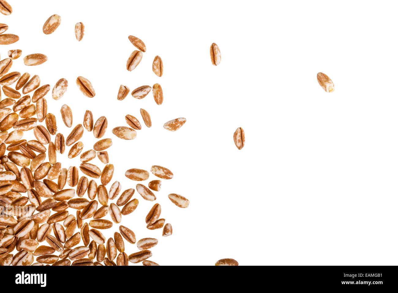 Barley grains white background hi-res stock photography and images - Alamy