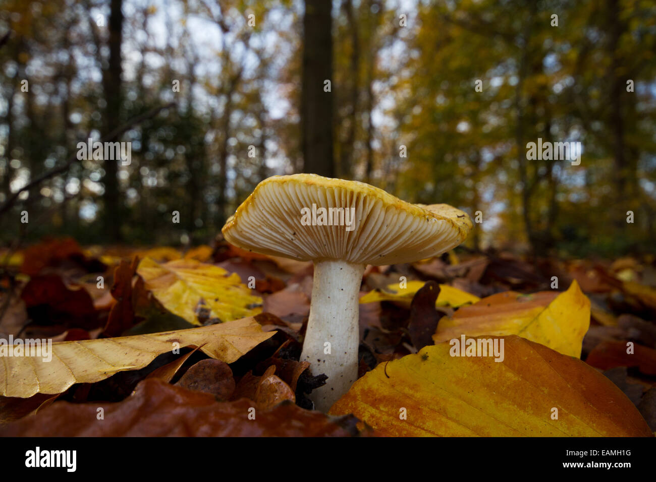 Ochre Brittlegill or Common Yellow Russula (Russula ochroleuca) in ...