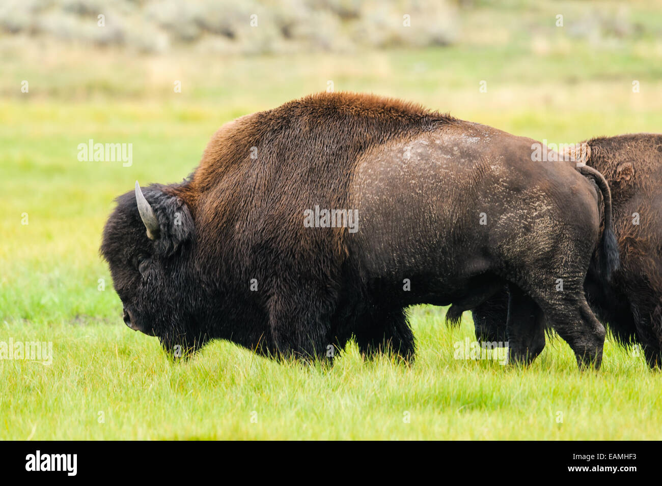 Wild Bison herd of Lamar Valley, Yellowstone National Park Stock Photo ...