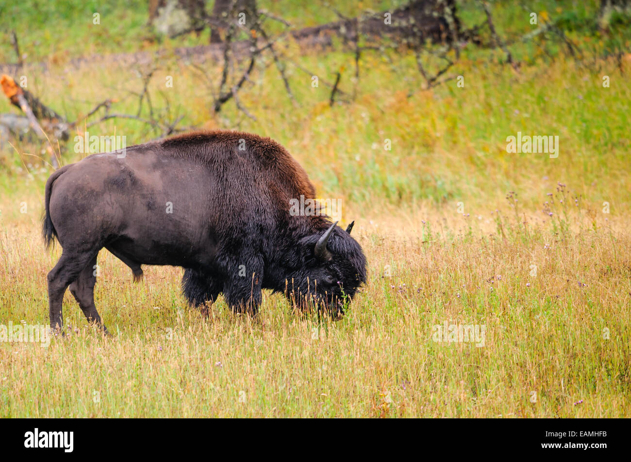Wild Bison herd of Lamar Valley, Yellowstone National Park Stock Photo ...