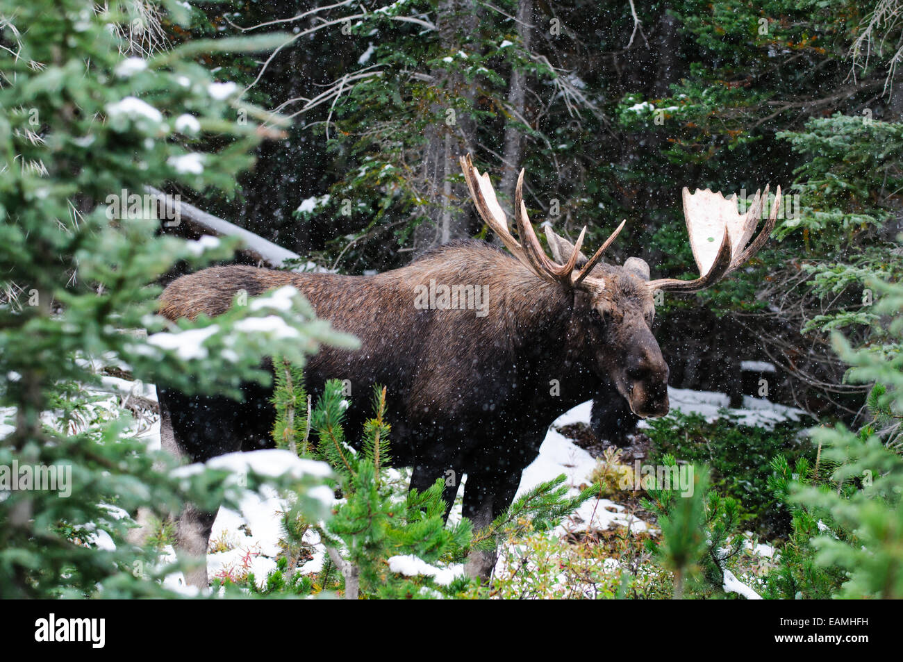 Wild Canadian Bull Moose with Antlers on a parkway roadside in the Snow ...