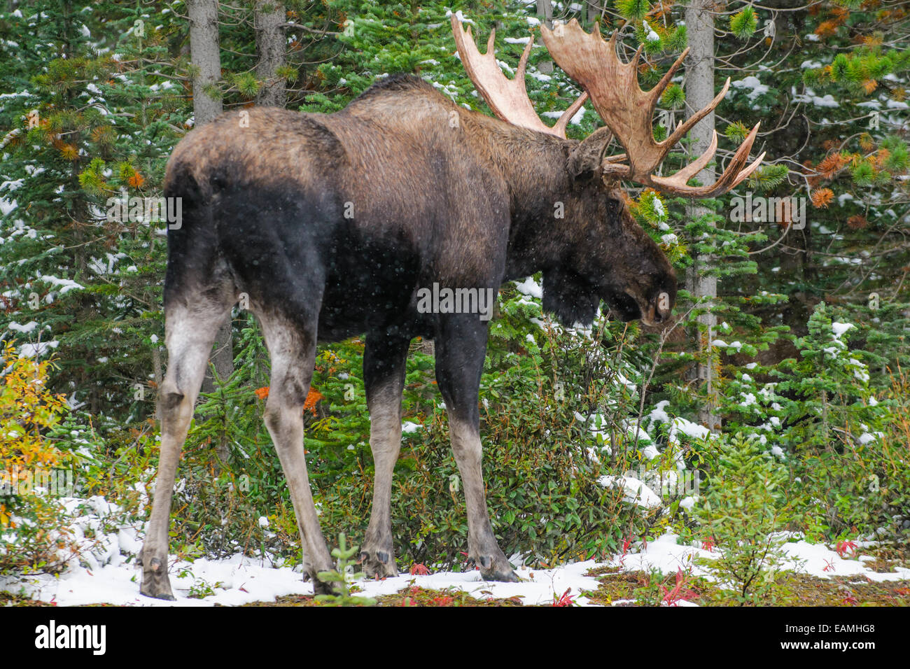 Wild Canadian Bull Moose with Antlers on a parkway roadside in the Snow ...