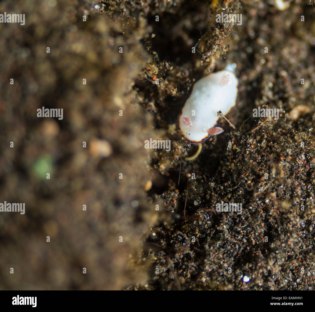 Small nudibranch with a parasite hitching a ride on its back Stock ...