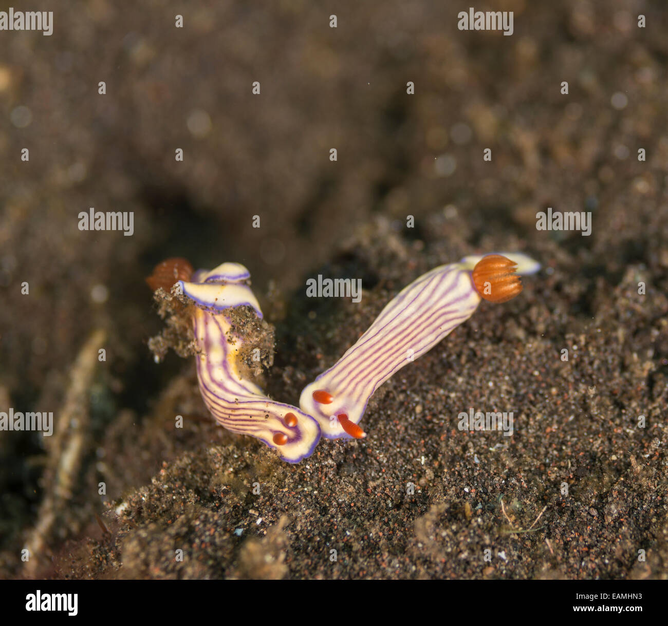 Two nudibranchs on the ocean floor Stock Photo - Alamy