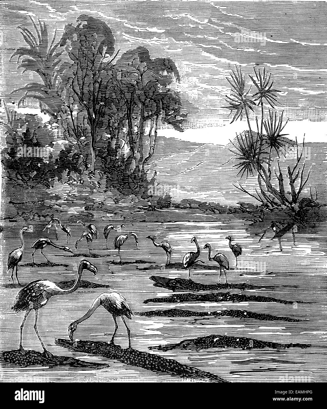 Flamingo hunt Black and White Stock Photos & Images - Alamy