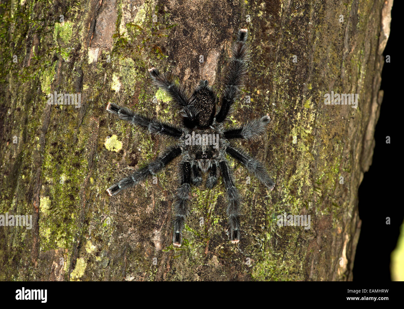 Pinktoe tarantulata (Avicularia avicularia), Theraphosidae family ...