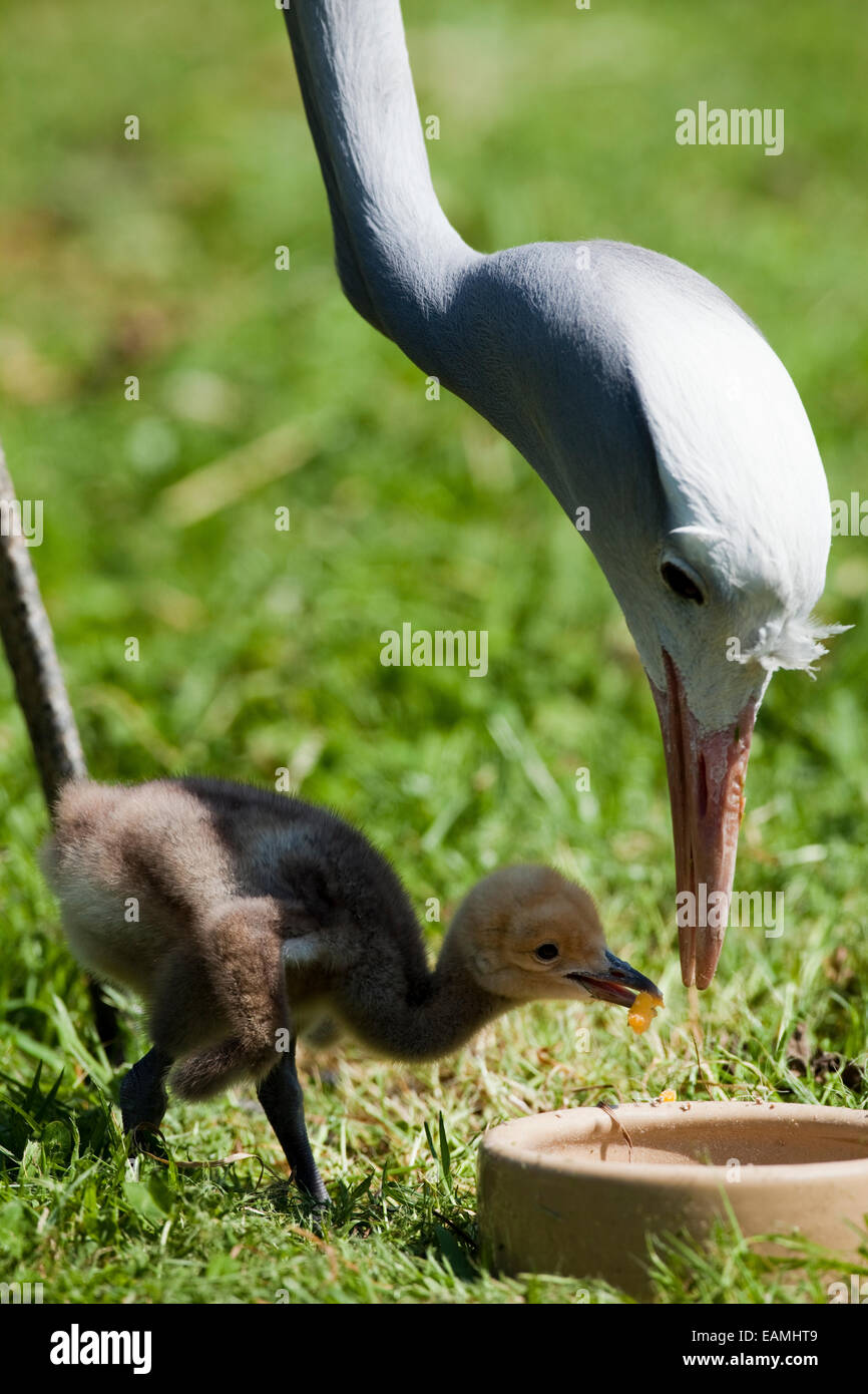 Precocial animals hi-res stock photography and images - Alamy