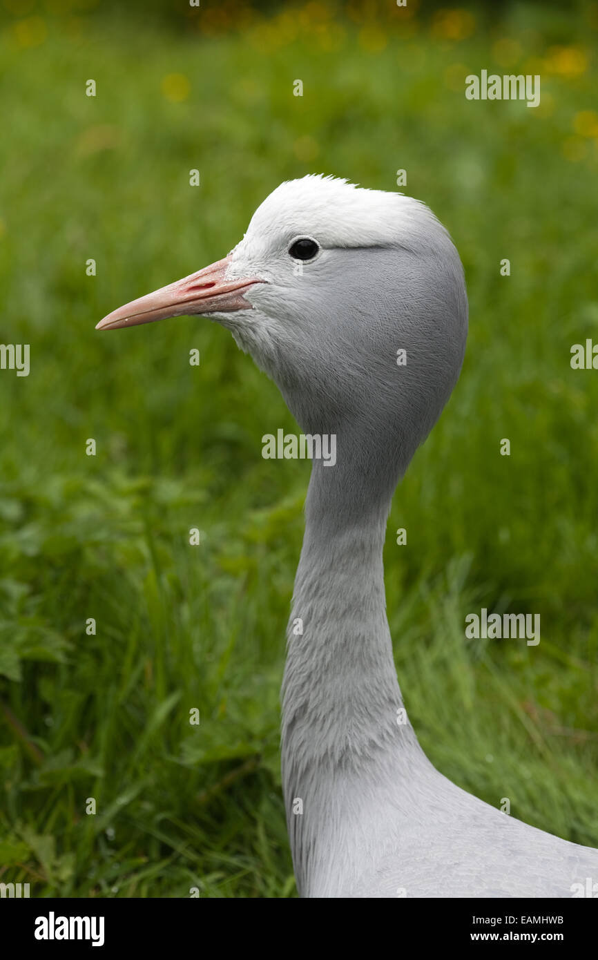 Bird nares hi-res stock photography and images - Alamy