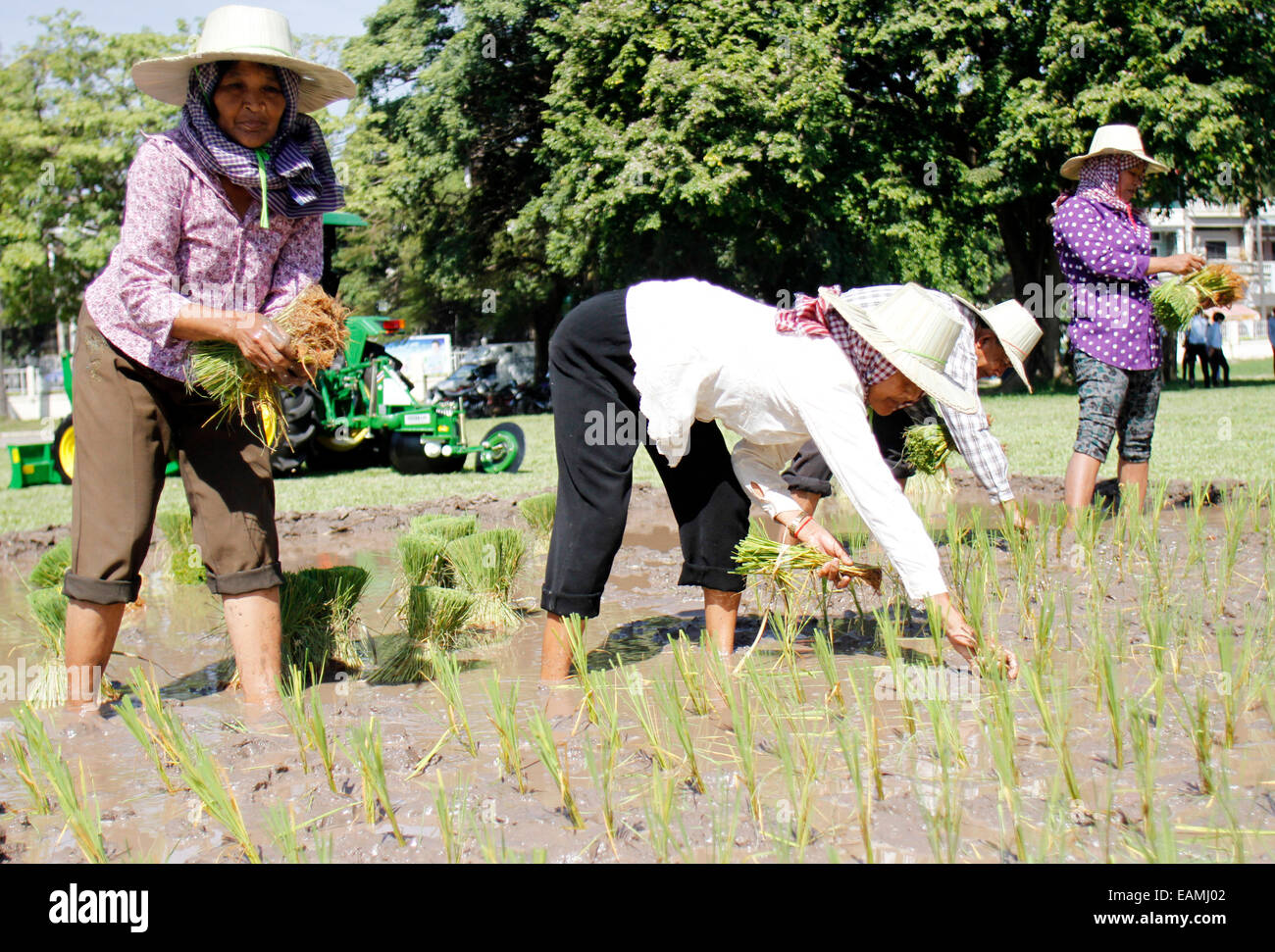 Cambodian farmers plant rice rice hi-res stock photography and images ...