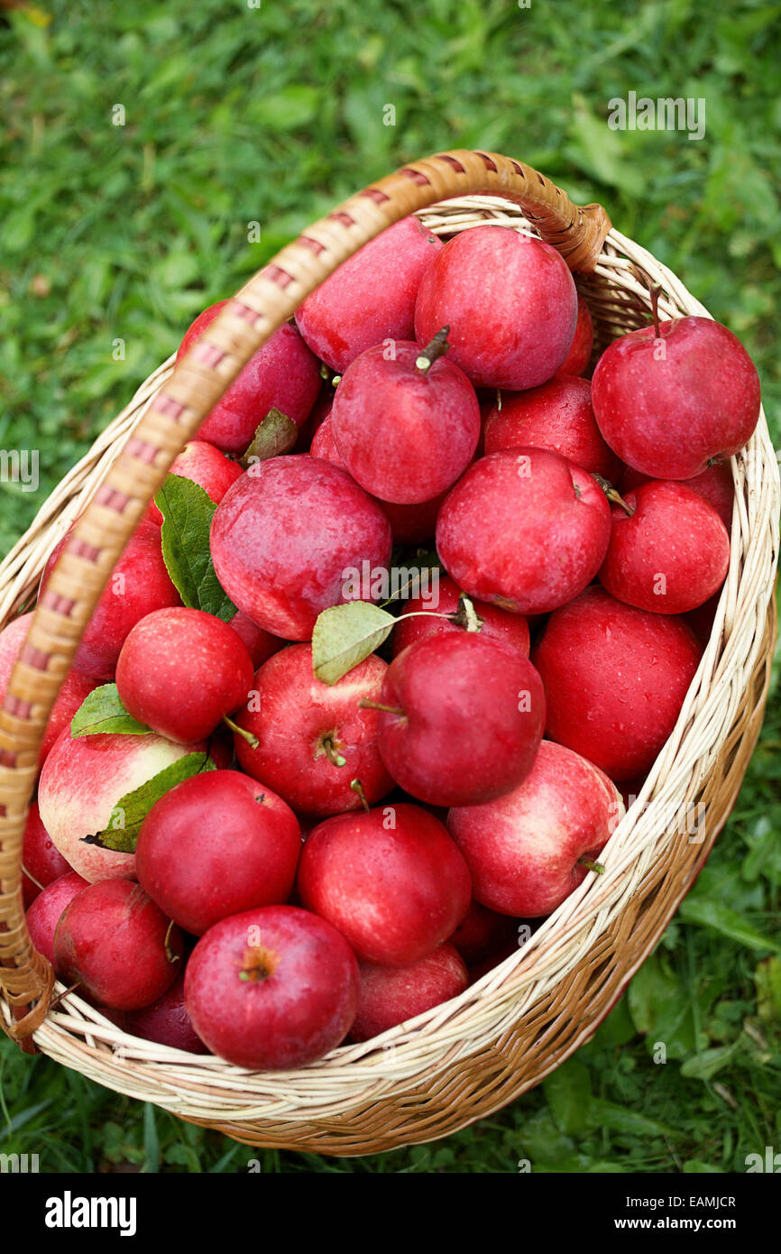 Freshly picked apples in a basket Stock Photo - Alamy