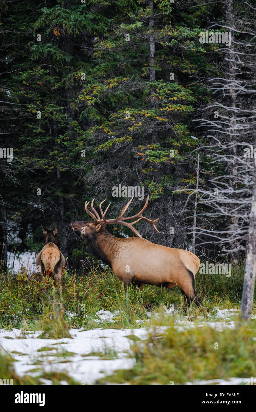 Wild Antlered bull elk during rutting season, Banff National Park ...