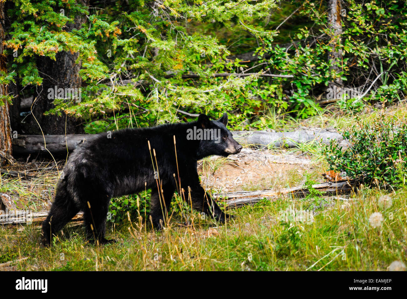 American Black Bear in a mountain meadow, Banff National Park Alberta ...