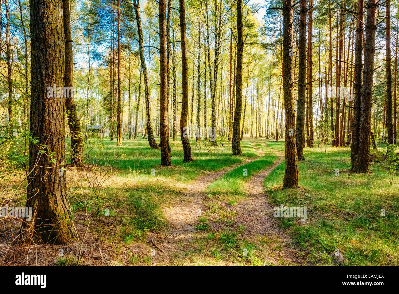 Path Road Way Pathway With Trees On Sunny Day In Summer Forest ...
