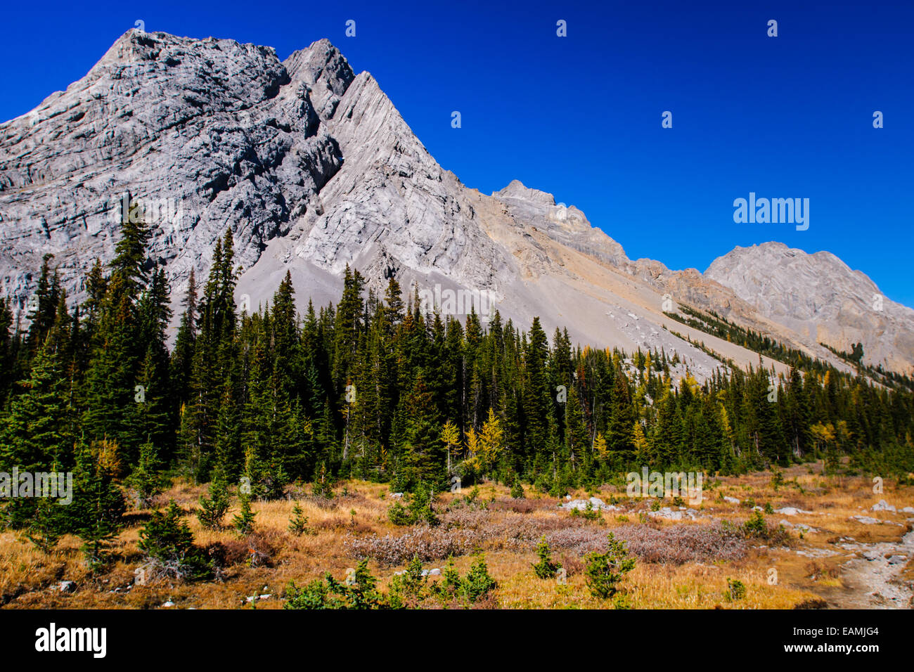 Scenic Landscapes of a high mountain valley and golden Larch Trees ...
