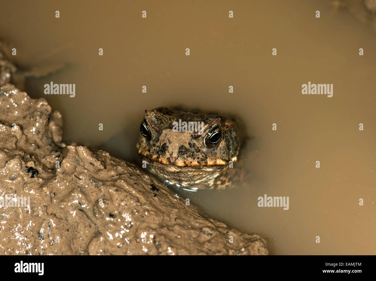 Ditch frog white lipped hi-res stock photography and images - Alamy
