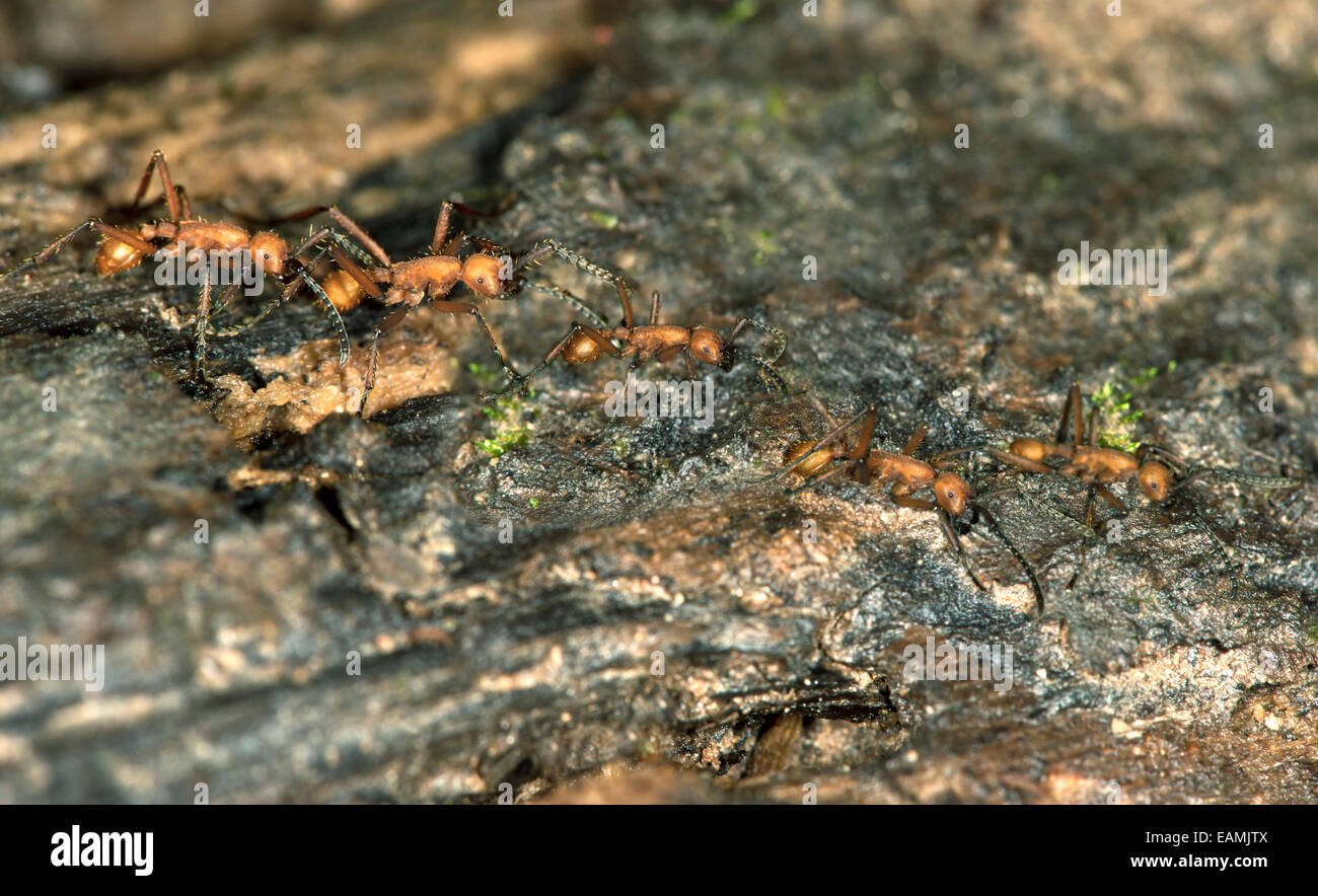 Army ant (Eciton hamatum) workers travelling along an ant column ...