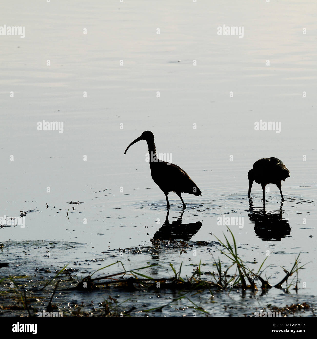 Silhouette of a curlew hi-res stock photography and images - Alamy