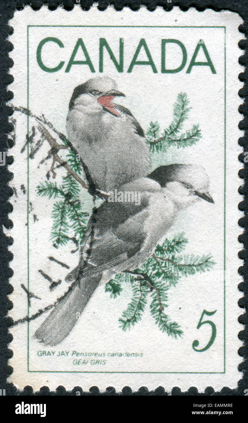 CANADA - CIRCA 1968: Postage stamp printed in Canada shows a bird Gray ...