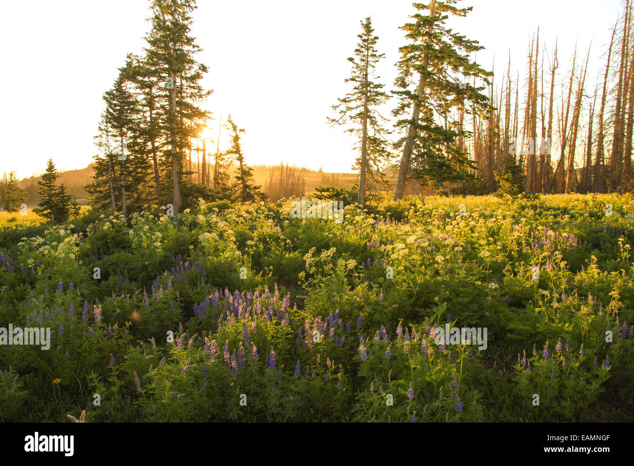 Pastoral scenery hi-res stock photography and images - Alamy