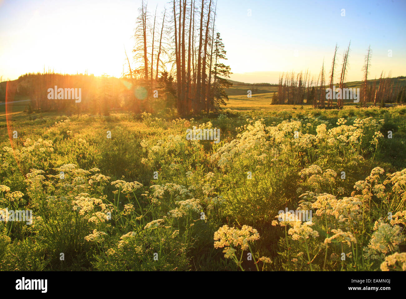 Pastoral scenery hi-res stock photography and images - Alamy