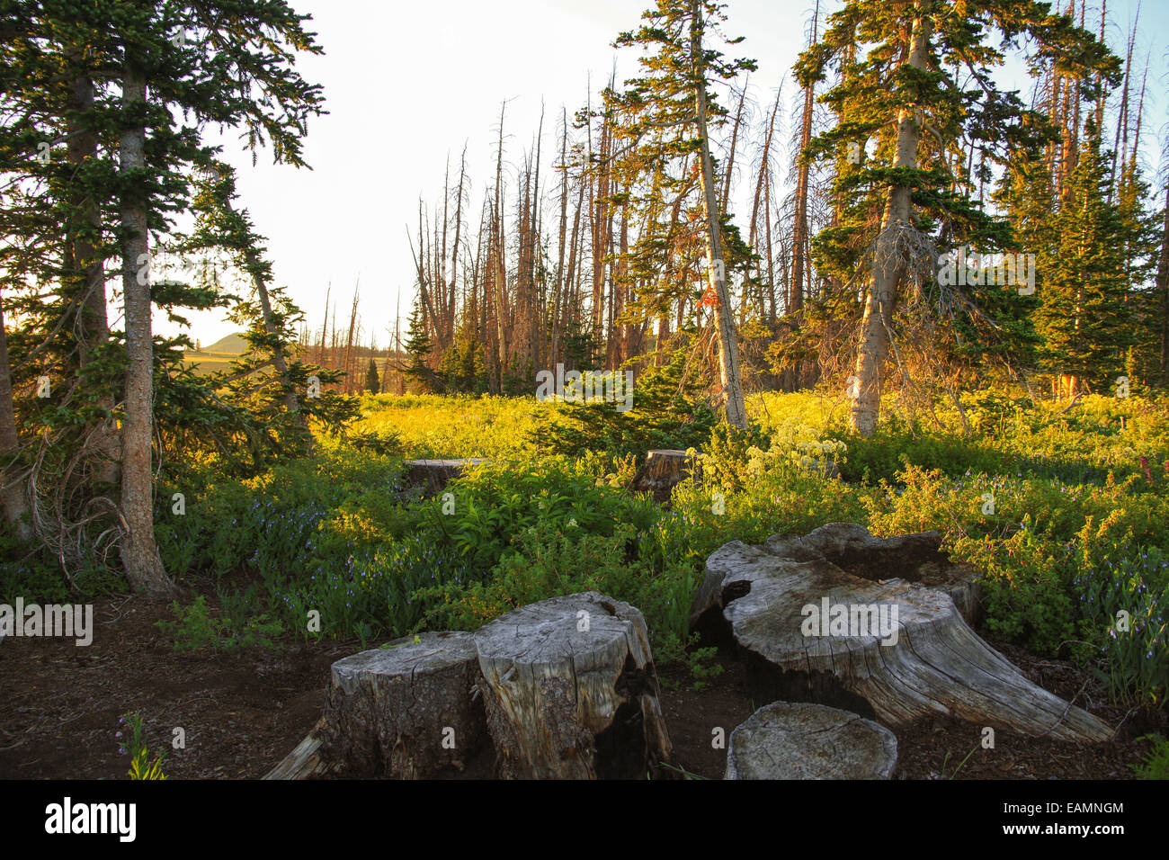 The beautiful pastoral scenery Stock Photo - Alamy