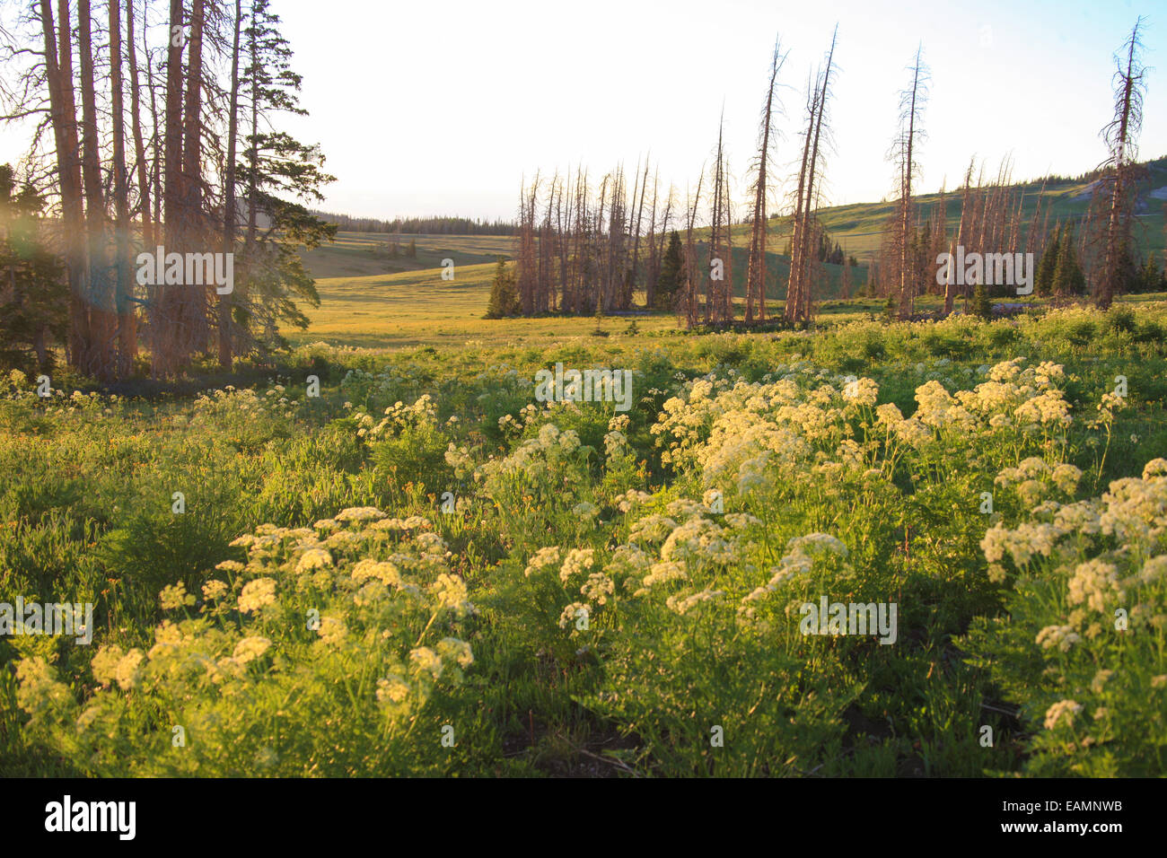 Quiet rural scenery Stock Photo - Alamy