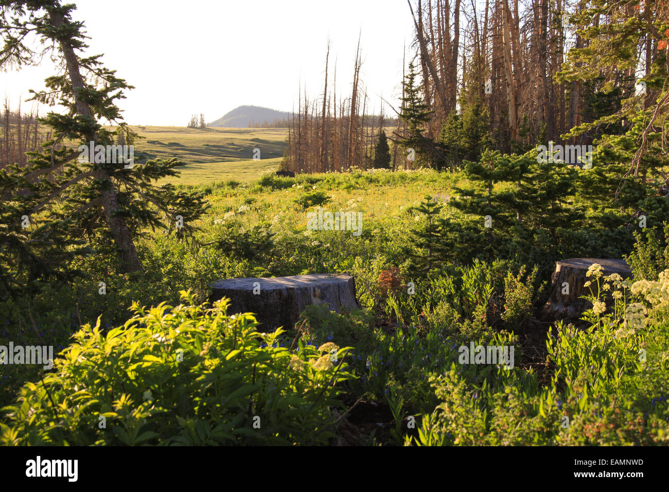 Quiet rural scenery Stock Photo - Alamy